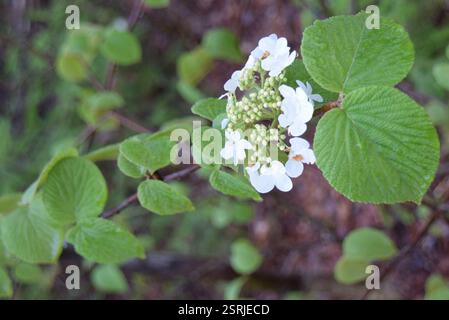 hobblebush (Viburnum lantanoides), Plantae, Laurentides, QC, Canada ...