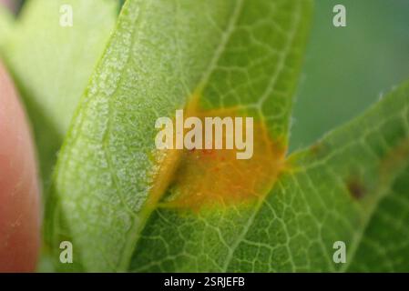 cedar rusts (Gymnosporangium), Fungi, Cumbria, UK Stock Photo - Alamy