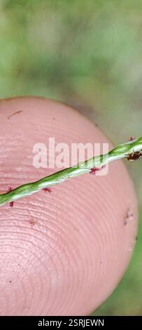Hilograss (Paspalum conjugatum), Plantae, British Indian Ocean ...