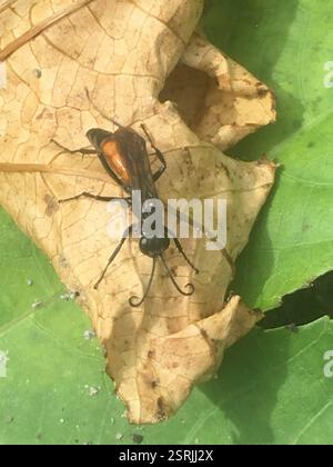 Spider Wasps, Velvet Ants, and Allies (Pompiloidea Stock Photo - Alamy