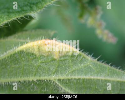 Nettle Rust; Puccinia urticata Cumbria; UK Stock Photo - Alamy