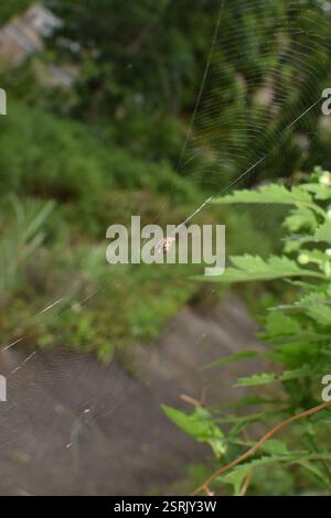 Common Garbage-Line Web Spider (Cyclosa insulana Stock Photo - Alamy