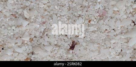 Sea Skaters (Halobates), Insecta, British Indian Ocean Territory Stock ...