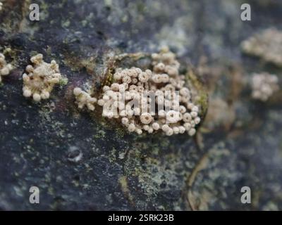 (Merismodes), Fungi, UBC, University Endowment Lands, BC, Canada ...