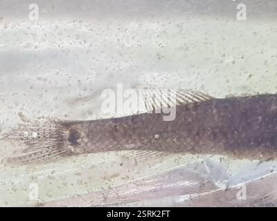 Eastern Mudminnow (Umbra pygmaea), Actinopterygii, Alder Rd, Chesapeake Beach, MD, US Stock ...