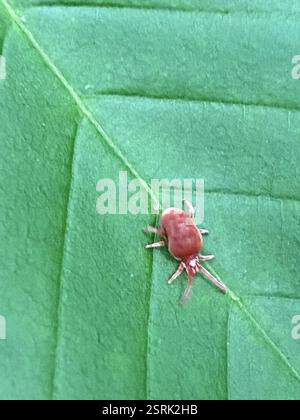 Sumo Mites (Allothrombium), Arachnida, S Rocky River Rd, Sanford, NC ...