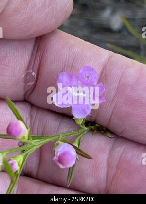Saltmarsh False Foxglove (Agalinis maritima), Plantae, Wakulla County ...