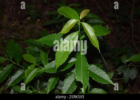 (Prunus spinulosa), Plantae, 中国浙江省温州市洞头区 Stock Photo - Alamy