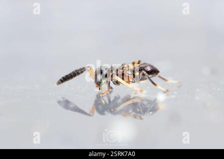 (Encyrtidae), Insecta, Green Cove Springs, FL 32043, USA Stock Photo ...