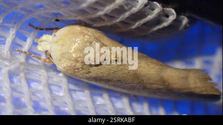 (Earias), Insecta, Route Cotiere de Safi, Ounagha, Marrakesh-Safi, MA ...