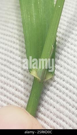 wood melick (Melica uniflora), in a beech forest on chalky soil ...