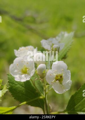 Roundleaf Hawthorn (Crataegus lumaria), Plantae, Middlesex, Ontario ...