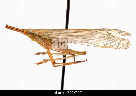 (Lappida ferocula), Insecta, Fortín de las Flores, Ver., Mexico ...