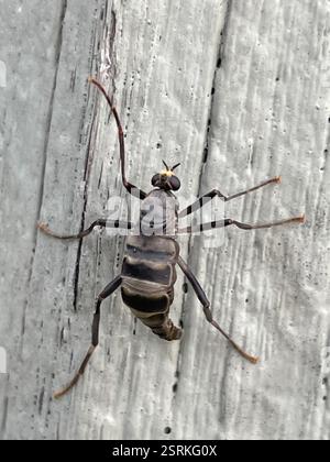 Australian Wingless Soldier Fly (Boreoides subulatus), Insecta ...