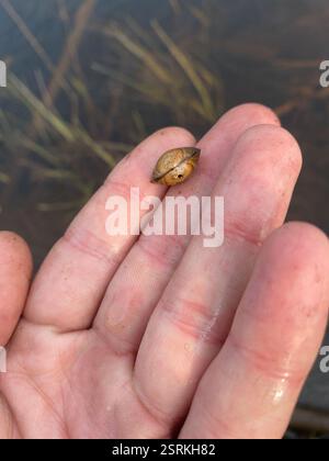 Grooved Fingernailclam (Sphaerium simile Stock Photo - Alamy
