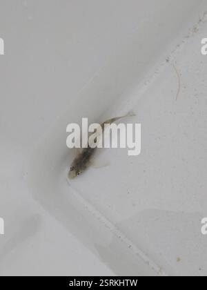 Common Bully (Gobiomorphus cotidianus), Actinopterygii, Westland, NZ-WC ...