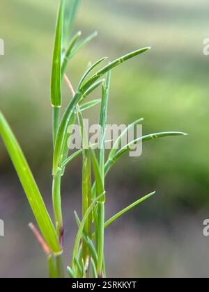 Sickle Grass (Parapholis incurva), Plantae, Sweet Springs Nature ...