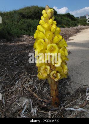 Yellow Broomrape (Cistanche phelypaea), Plantae, Provincia de Tarudant ...