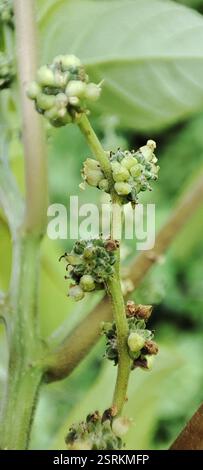 False Stinger (Pipturus argenteus), Plantae, BBND 1ZZ, British Indian ...