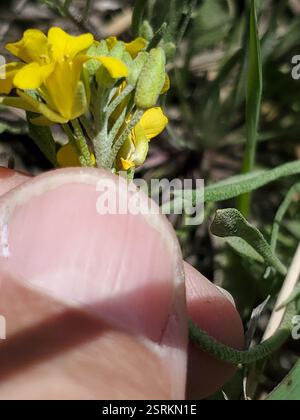 bladderpods (Physaria), Plantae, Fergus County, MT, USA Stock Photo - Alamy