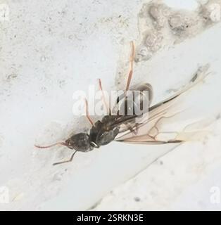 (Chthonolasius), Insecta, 31140 Urjala, Suomi Stock Photo - Alamy