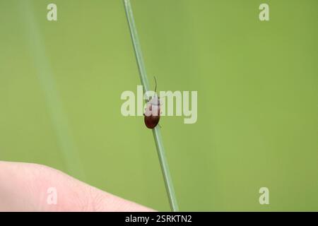 Beetles (Coleoptera), Insecta, La Frette, France Stock Photo - Alamy