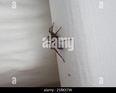 Wolf Spiders (Lycosidae), Arachnida, Val Marie, SK S0N 2T0, Canada ...