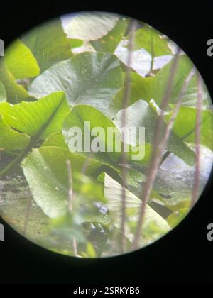 spatterdock (Nuphar advena), Plantae, Soldier Lake, Fort George G Meade ...
