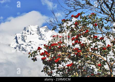 Snow peak of katao range, Yumthang, North Sikkim, India, Asia Stock ...