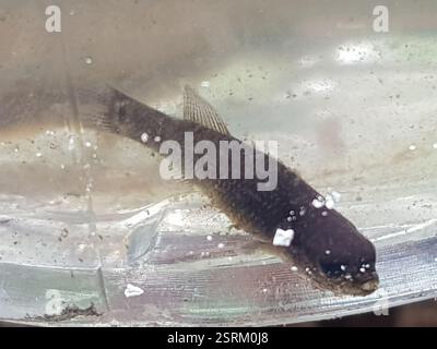 Eastern Mudminnow (Umbra pygmaea), Actinopterygii, Croydon, PA 19021 ...