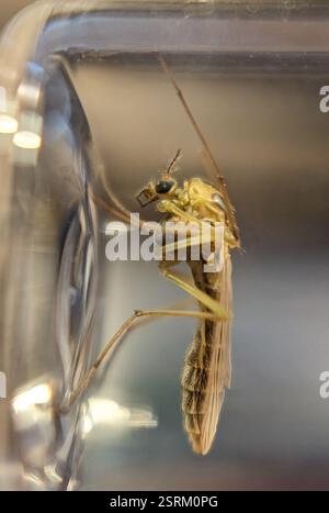 Mosquitoes and Midges (Culicomorpha), Insecta, London N7, UK Stock ...