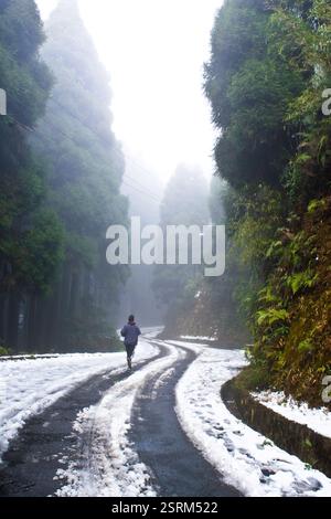A lonely road in winter, between trees with snow on a foggy morning ...