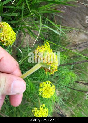 (Lasiosiphon kraussianus kraussianus) Plantae Stock Photo - Alamy