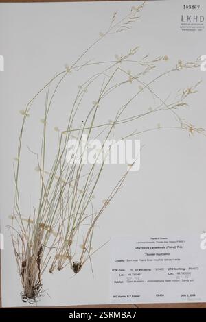 Canadian Ricegrass (Piptatheropsis canadensis Stock Photo - Alamy