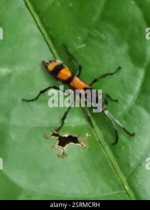 Spider Wasps, Velvet Ants, and Allies (Pompiloidea Stock Photo - Alamy