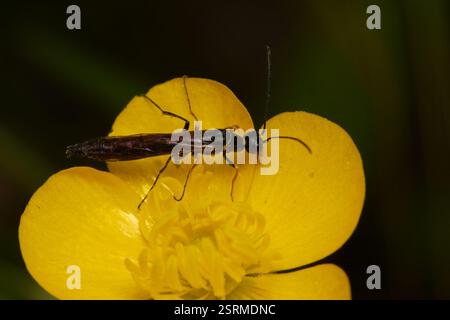 Stem Sawflies (Cephidae), Insecta, Darmstadt, Deutschland, on ...