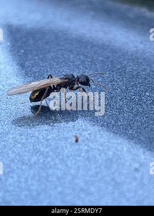 (Notoncus), Insecta, Melbourne VIC, Australia Stock Photo - Alamy