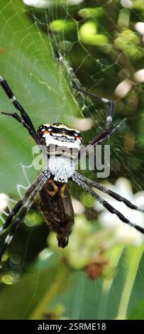 Signature Spider (Argiope anasuja), Arachnida, British Indian Ocean ...