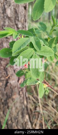 Cinnamon Rose (Rosa cinnamomea), Plantae, Селивановский р-н ...