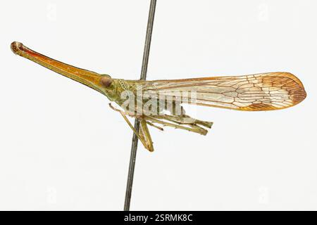 (Lappida), Insecta, Puerto Maldonado, Peru, Photographs taken by ...