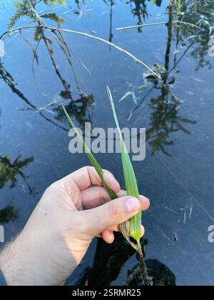 Maidencane (Panicum hemitomon), Plantae, Lake Waccamaw, Lake Waccamaw ...