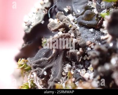 Jelly Lichen (Enchylium tenax), Fungi, Forteiland IJmuiden, IJmuiden ...