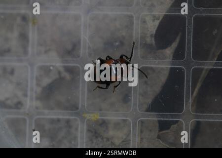 (Mycetina cruciata), Insecta, La Frette, France Stock Photo - Alamy