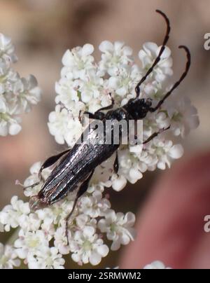 (Stenopterus ater), Insecta, RN8, Essaouira, Marrakesh-Safi, MA Stock ...