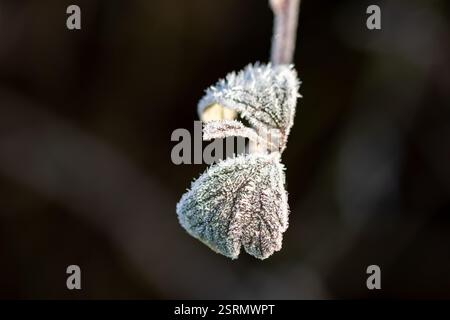 Frost formation on Bramble leaves Stock Photo - Alamy