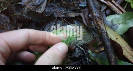 Bonnets (Mycena), Fungi, Upper Hutt, NZ-WG, NZ, In soil. Mixed podocarp ...
