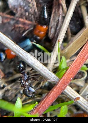 (Notoncus), Insecta, Melbourne VIC, Australia Stock Photo - Alamy