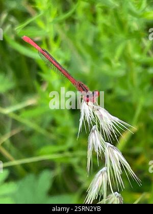 Desert Firetail (Telebasis salva), Insecta, The University of Texas at ...