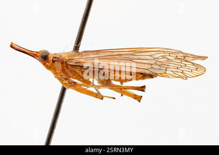 (Lappida), Insecta, Los Rios, Ecuador, Photographs taken by Solomon ...