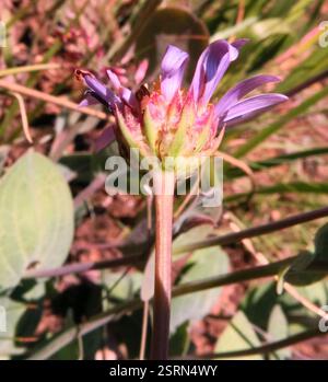 Grey-leaf Aster (Afroaster perfoliatus), Plantae, uThukela District ...